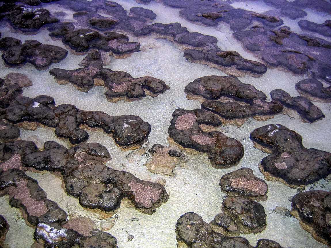 Stromatolite . Que voir