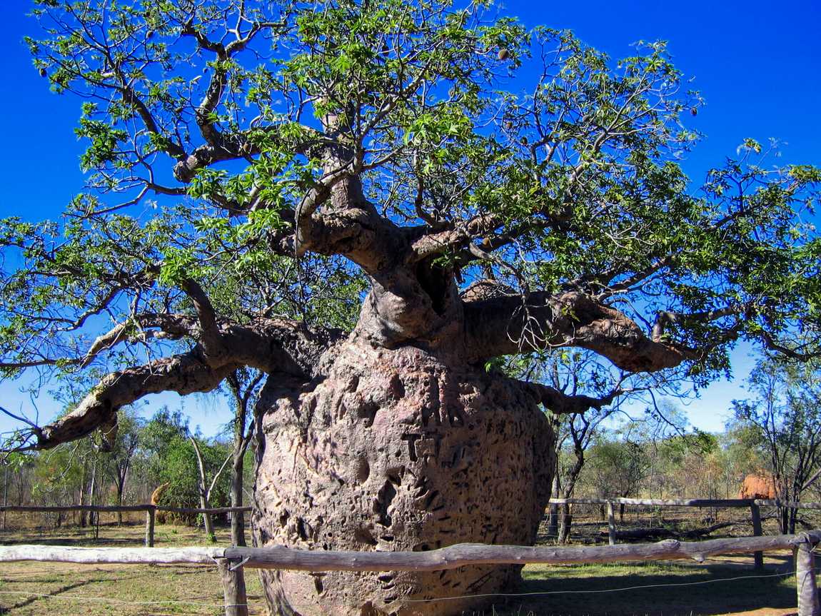 Baobab Prison . Que voir