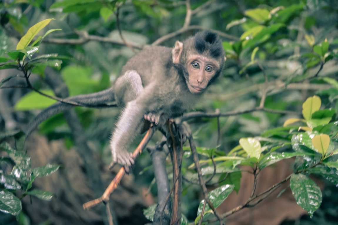 Forêt des singes Ubud . Que voir