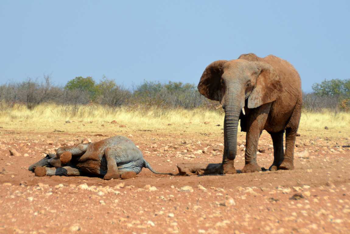 Olifan Bad . Que voir